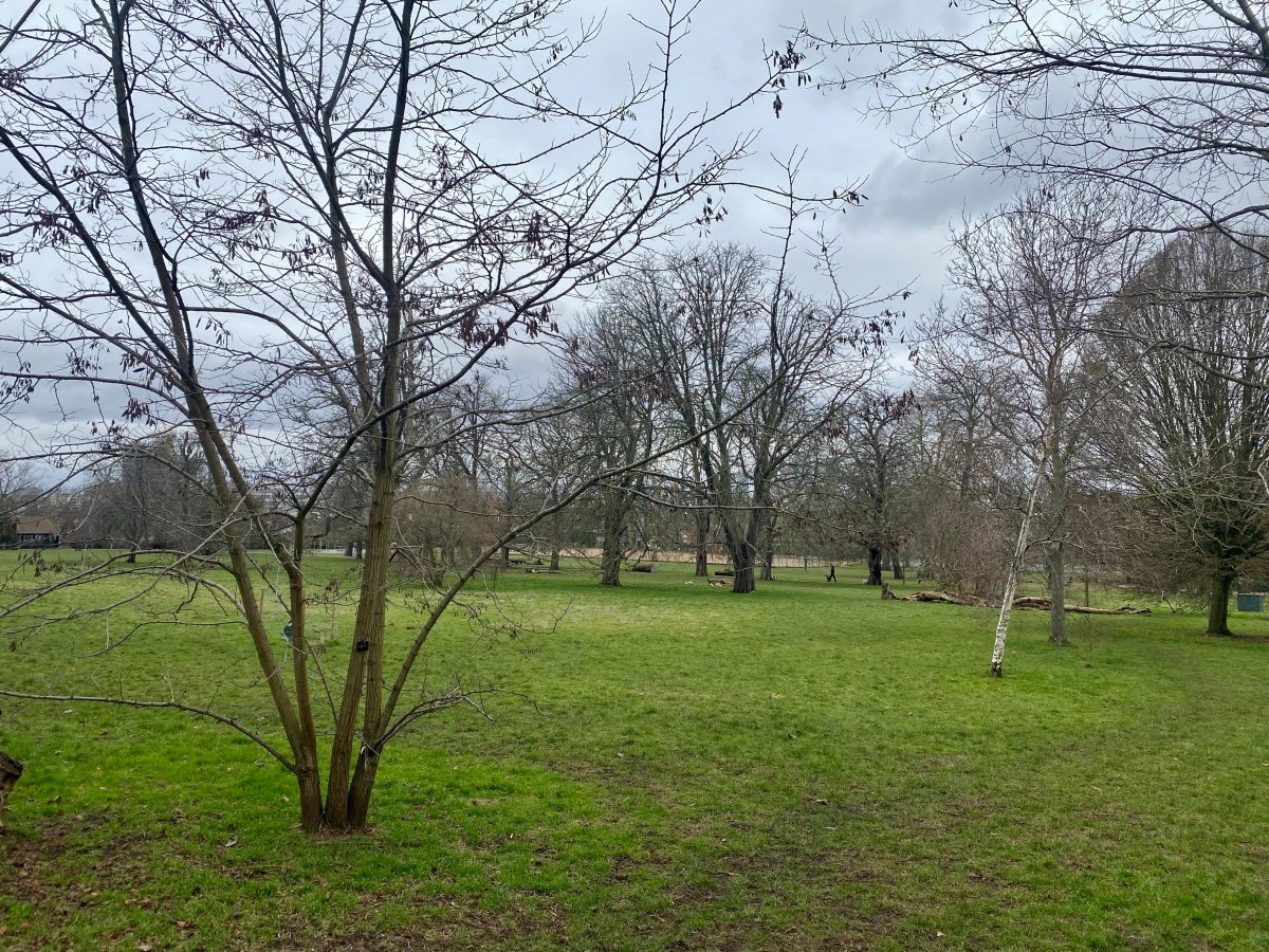 Trees – Achilles & Aristotle